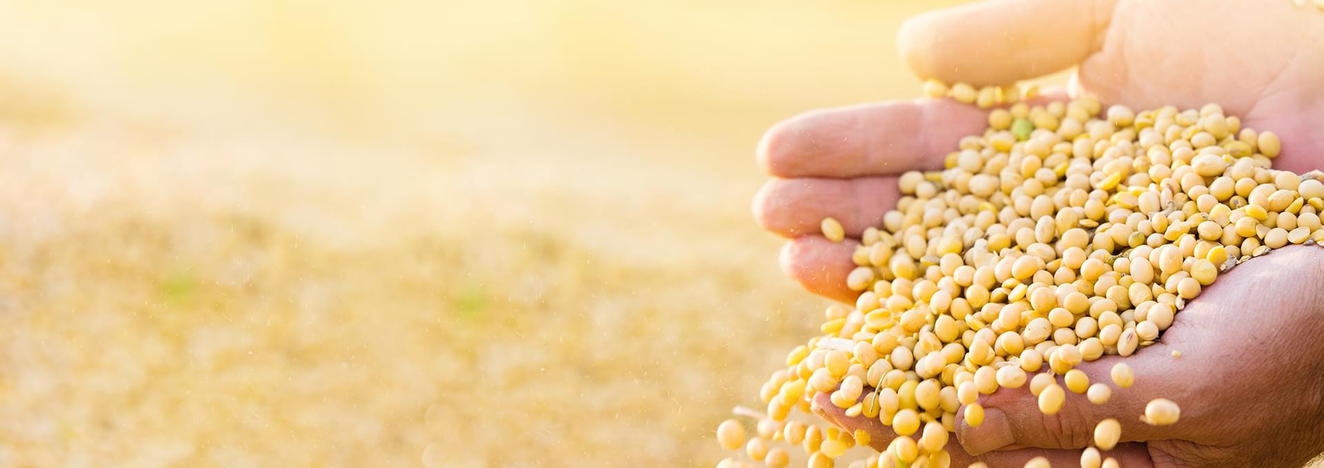 Seeds for Planting | Hybrid & Organic Seeds for Vegetables & Crops - UPL