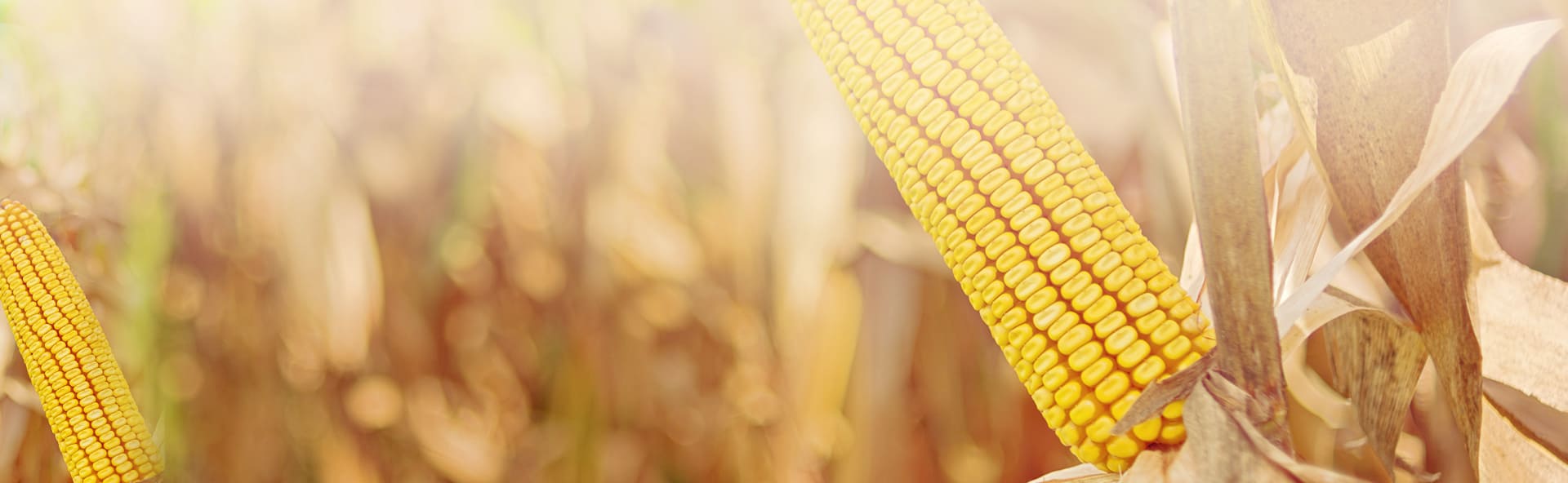 Food Security: Improving Agricultural Viability Across the Globe | UPL